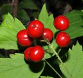 Baneberry (KM)