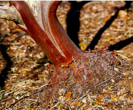 Eastwood Manzanita – photo © Jeff Bisbee
