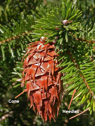 Douglas Fir – photo © Neal Kramer