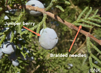 California Juniper – photo © Neal Kramer