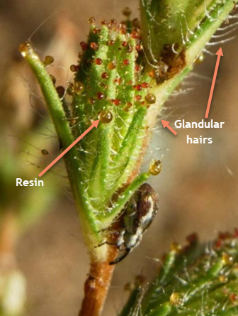 Rosin Weed – photo © Neal Kramer