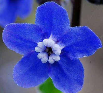 Hounds Tongue. 5 white nectariesreflect ultraviolet light, easily seen ...