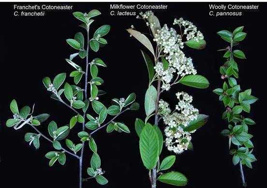 View from above the leaves - Photo © David L. Nelson